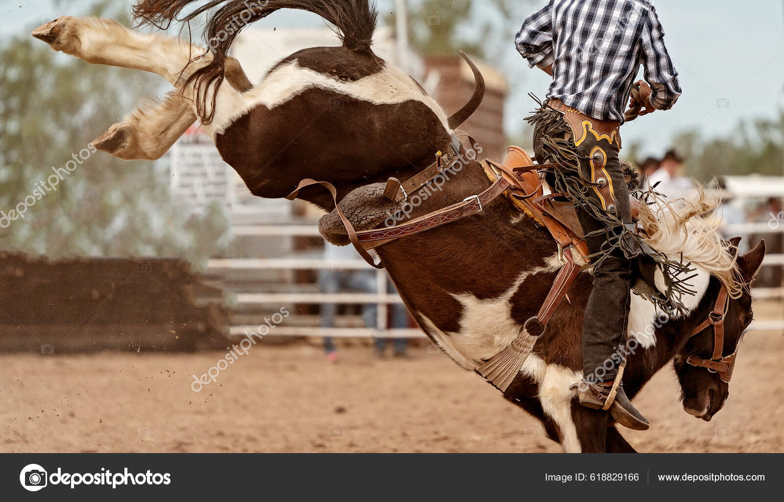 Cowboy Riding Bucking Saddle Bronc Country Rodeo Australia — Stock ...