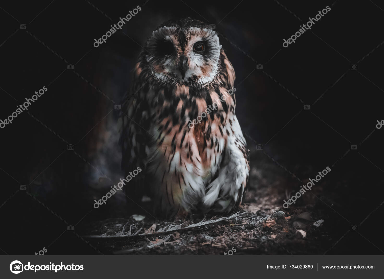 Mysterious Owl Dark Displays Natural Beauty Serenity Alert Eyes ...