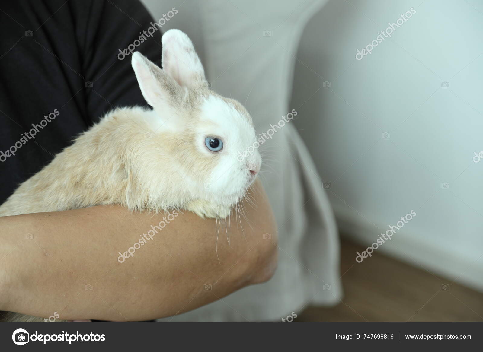 Two Rabbits Groomed Owner — Stock Photo © kimberrywood #747698816