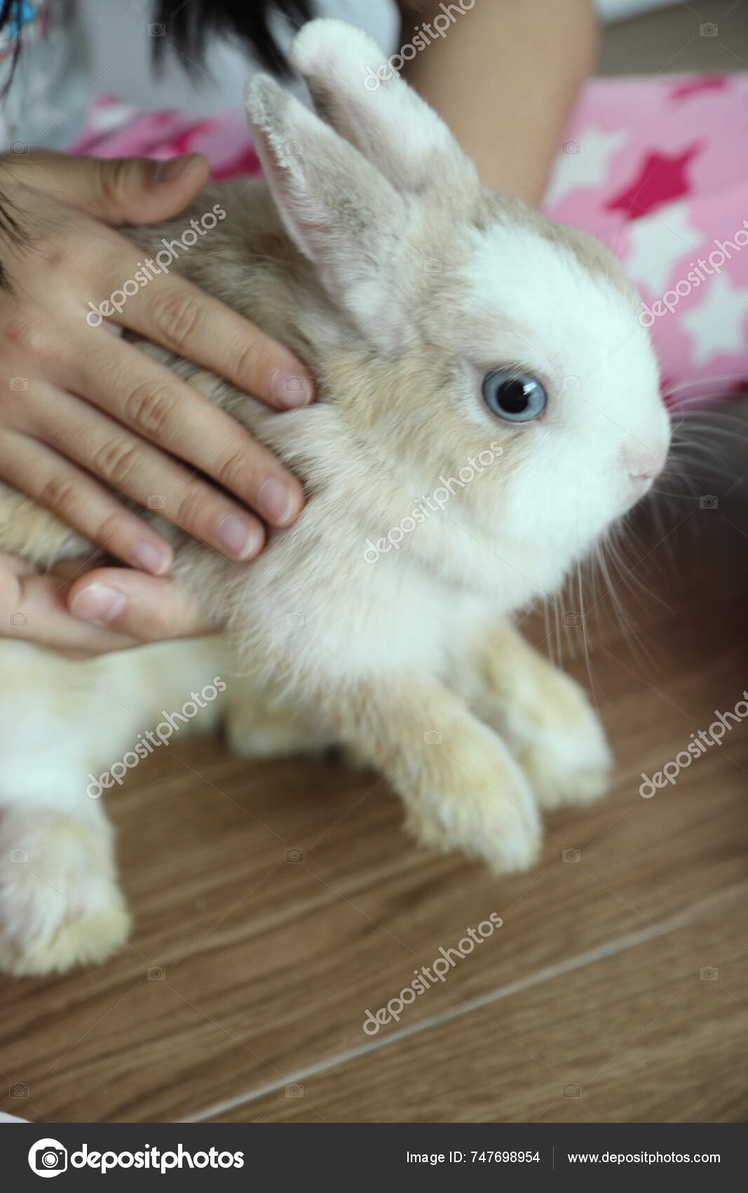 Two Rabbits Groomed Owner — Stock Photo © kimberrywood #747698954
