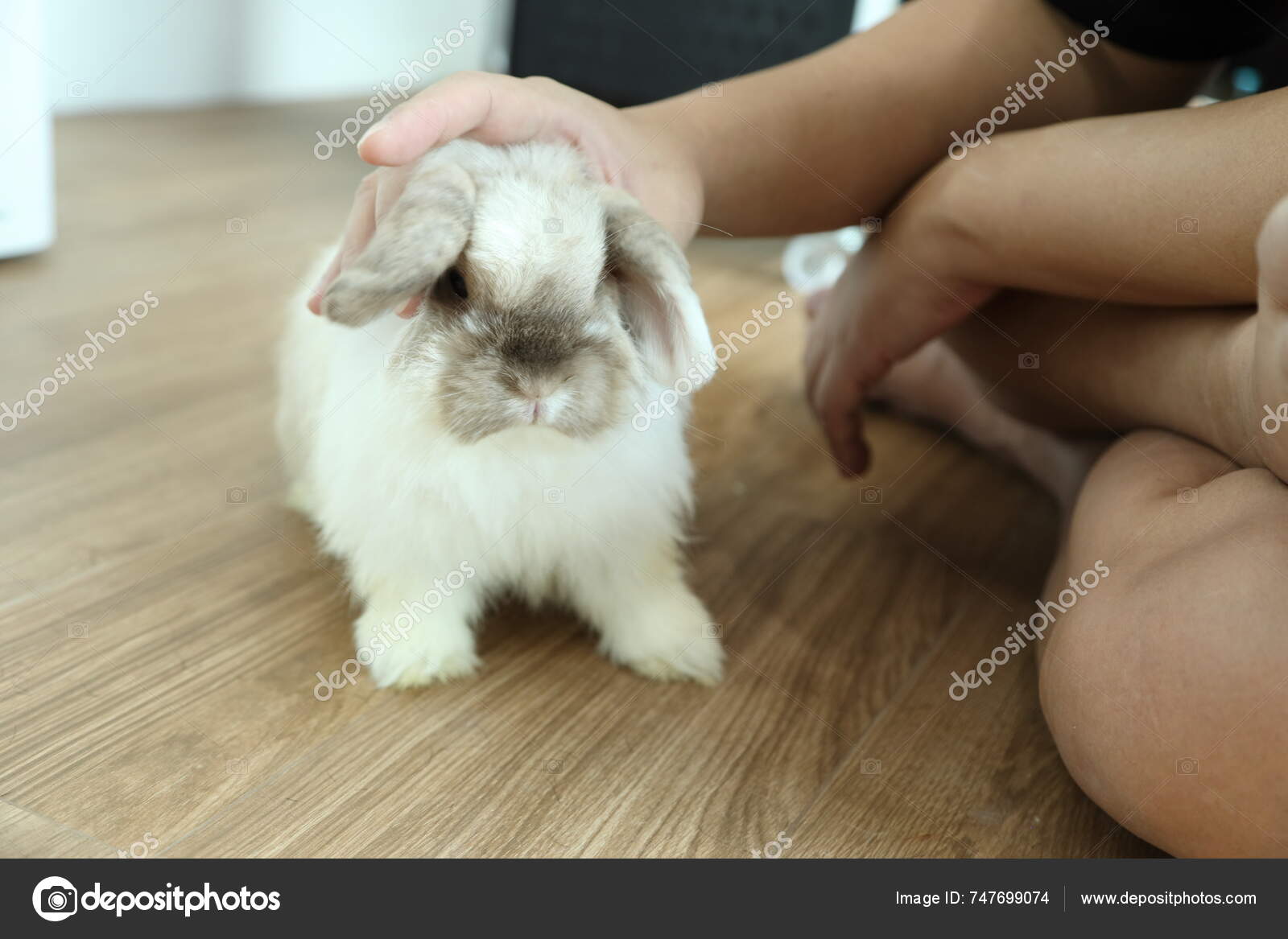 Two Rabbits Groomed Owner — Stock Photo © kimberrywood #747699074
