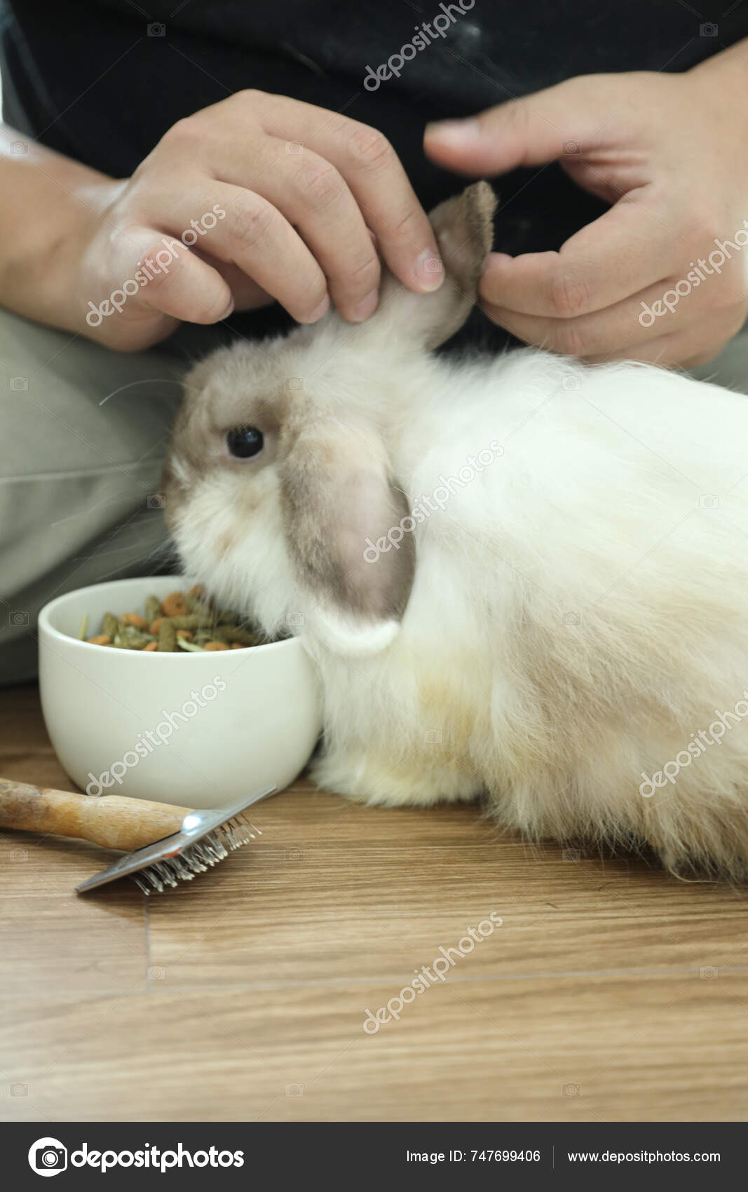 Two Rabbits Groomed Owner — Stock Photo © kimberrywood #747699406