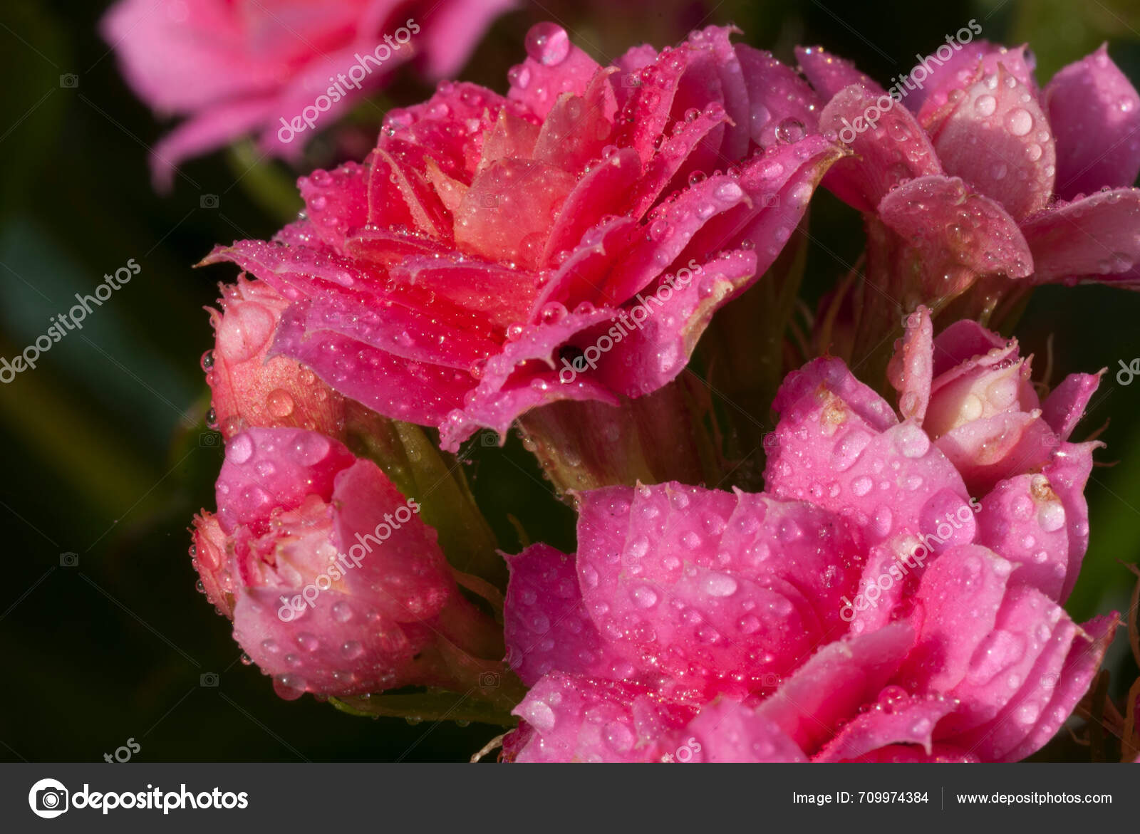 Kalanchoe 'Tarantula' Kalanchoe Katapifa 'Tarantula' Succulent Cultivar ...