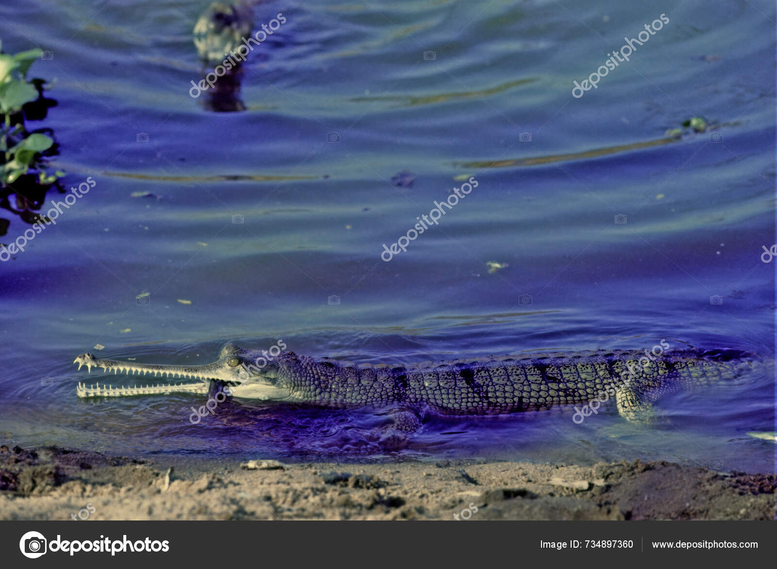 Gharial Gavialis Gangeticus Also Known Gavial Fish Eating Crocodile ...
