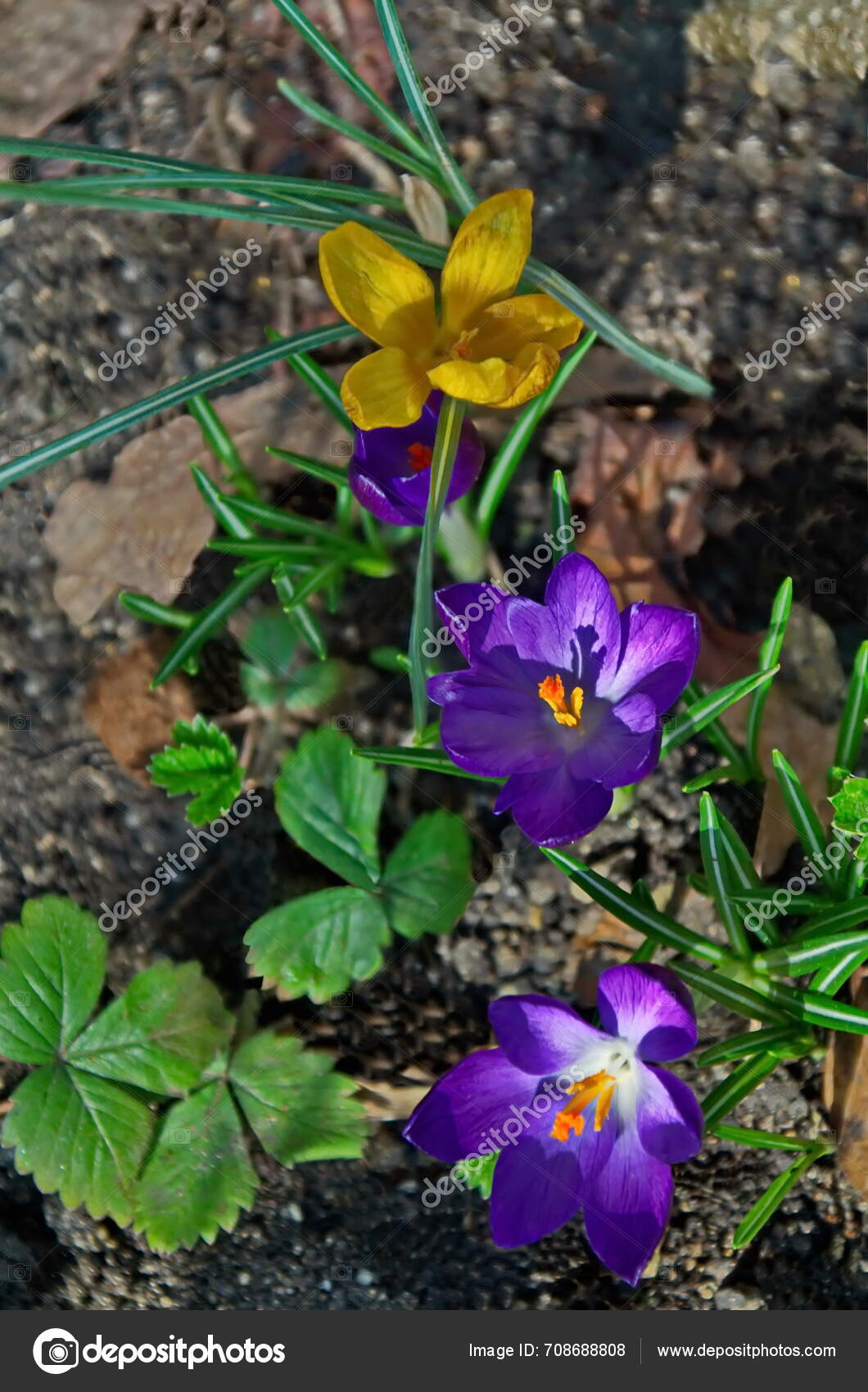 Beautiful Spring Purple Yellow Crocuses Garden Sofia Bulgaria — Stock ...