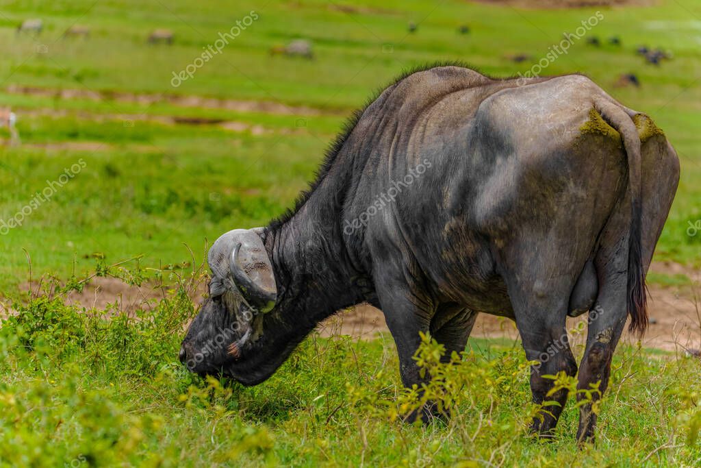 Gran búfalo africano en un entorno natural en el Parque Nacional Africano de Ngorongoro 2023