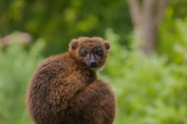 Lémur bebé de frente roja con cola larga y hermosa. marrón sur pequeño ...