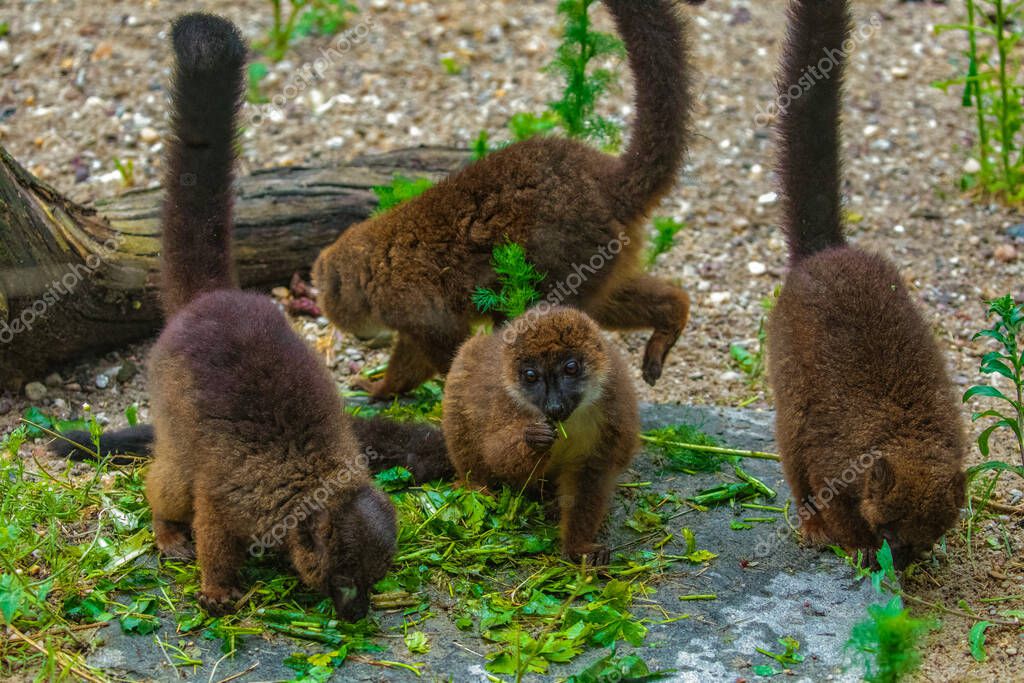 Lémur bebé de frente roja con cola larga y hermosa. marrón sur pequeño ...