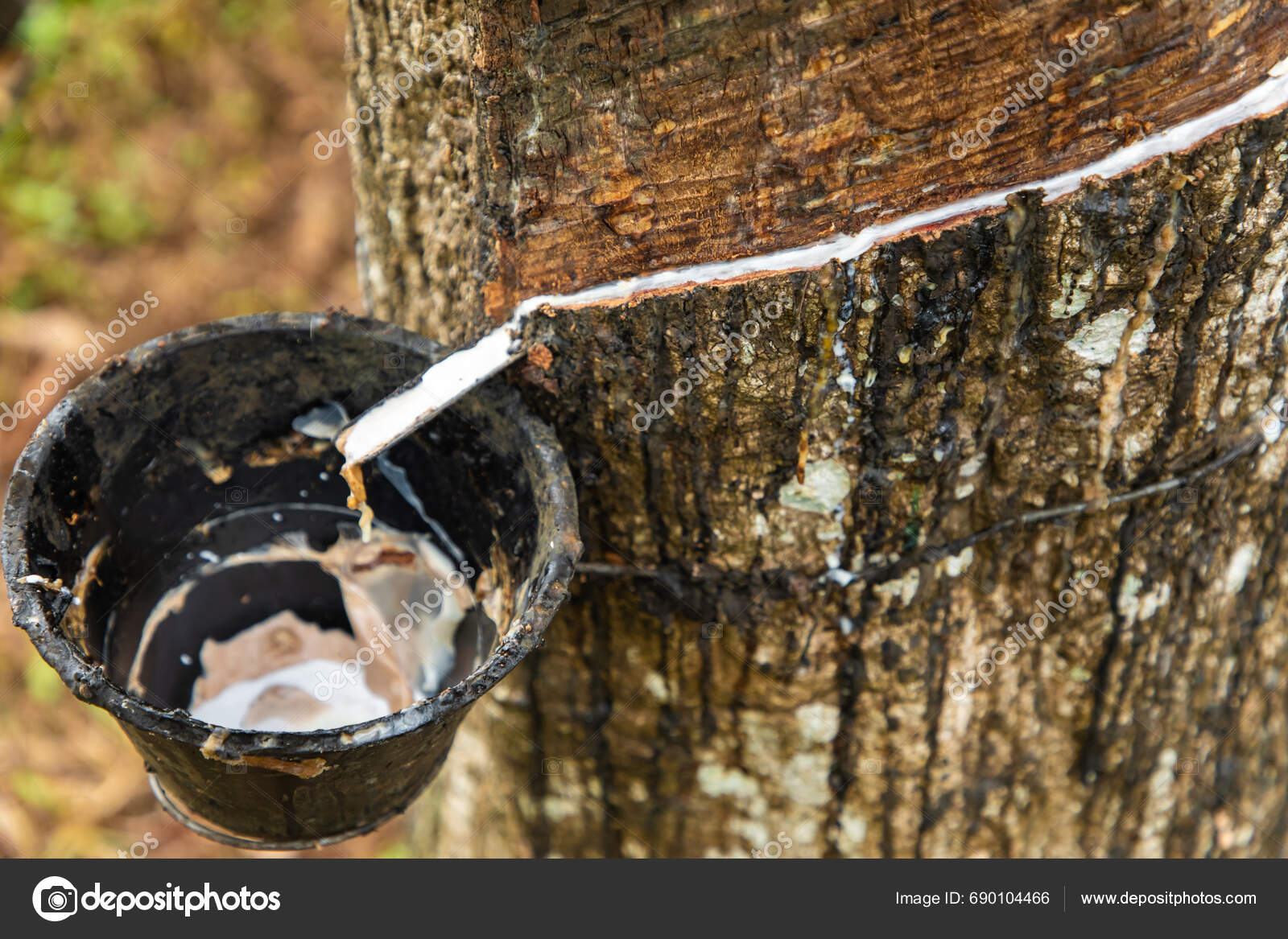 Enchanting Rubber Tree Grove Sri Lanka Row Rubber Trees Stretches ...
