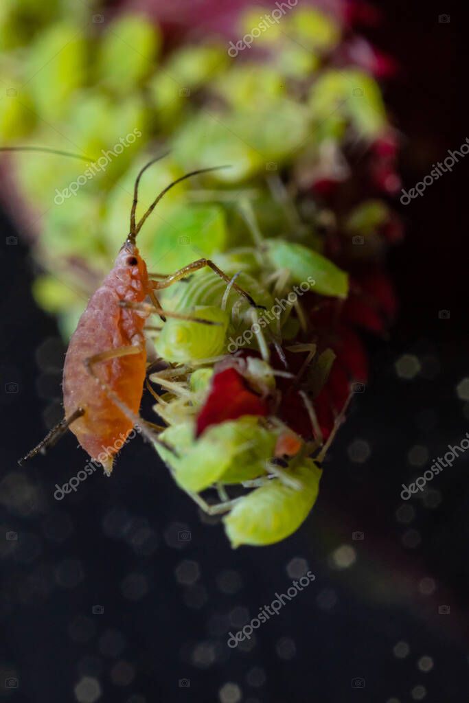 insecto áfido que vive en el jardín en rosas y arbustos en verano ... insecto áfido que vive en el jardín en rosas y arbustos en verano ...