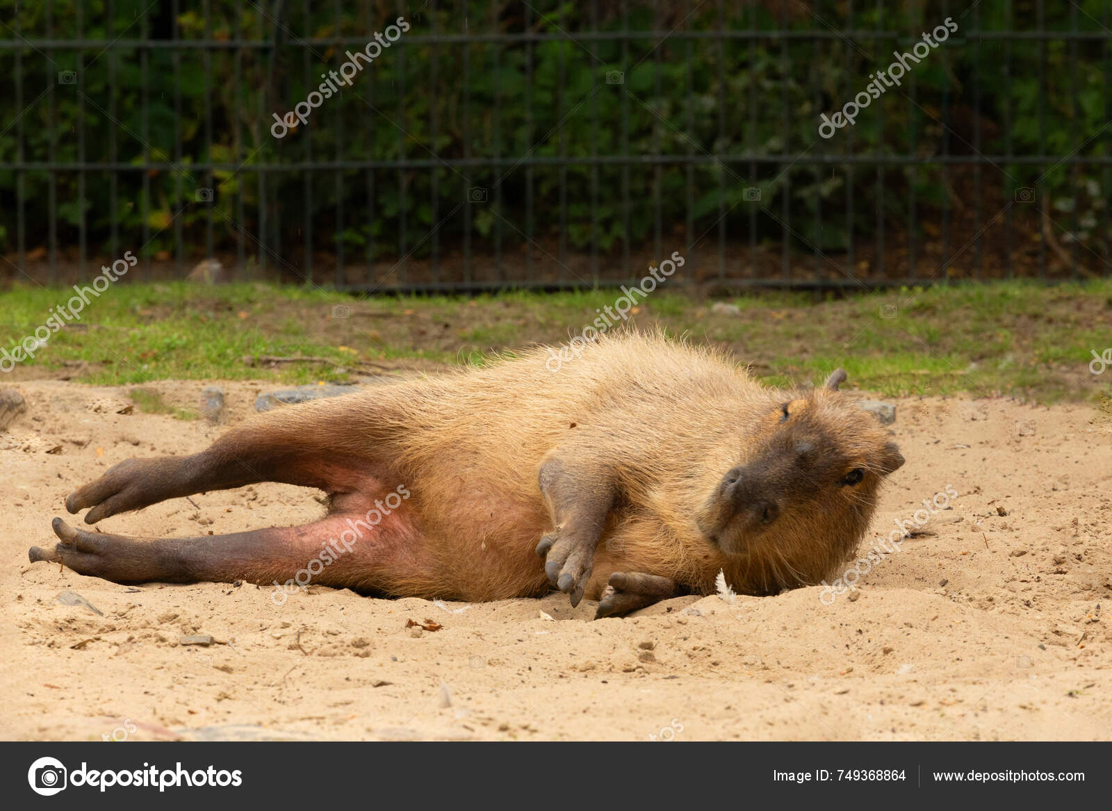 Capybara Kapibara Hydrochoerus Hydrochaeris Roedor Vivo Más Grande Del ...