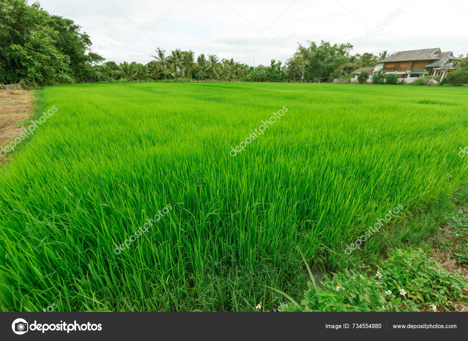 Green Rice Tree Field Northeast Thailand — Stock Photo © musicphone1 ...