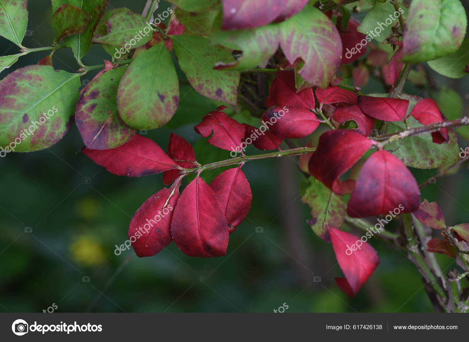 Euonymus Winged Spindle Tree Berries Autumn Leaves One World's Three ...