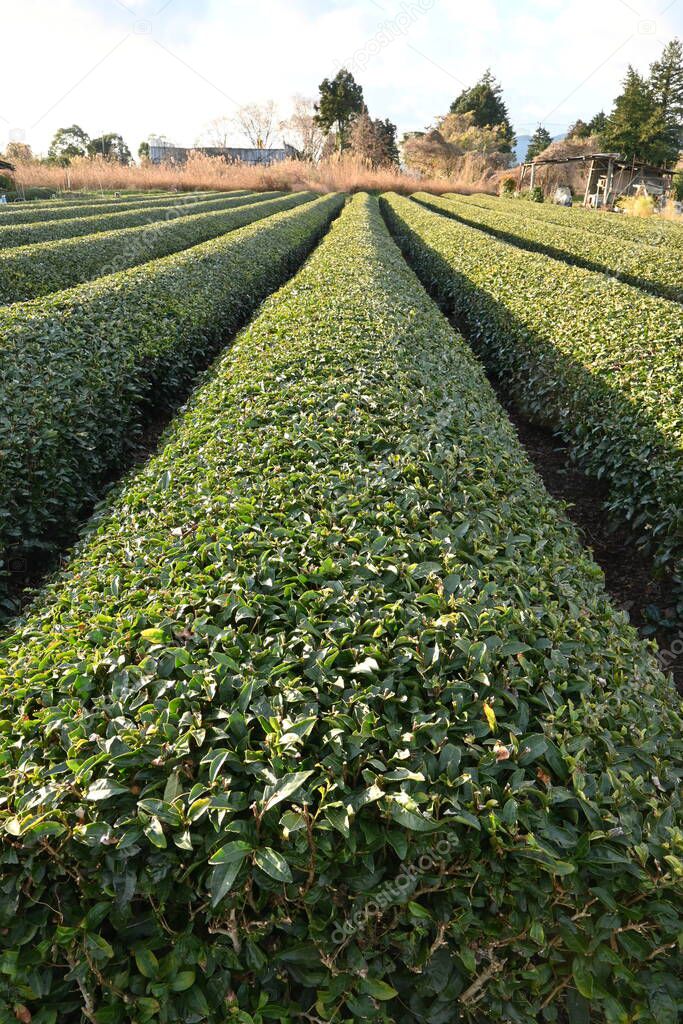 Cultivo de plantas de té. Las hojas se recogen y secan para hacer té ...