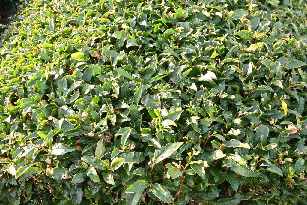 Cultivo de plantas de té. Las hojas se recogen y secan para hacer té ...