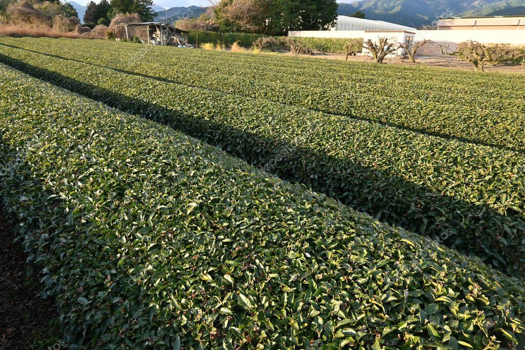 Cultivo de plantas de té. Las hojas se recogen y secan para hacer té ...
