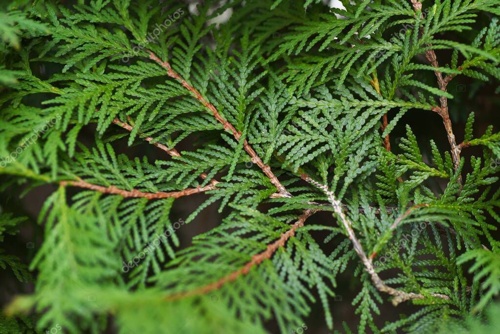 Thuja (Thuja occidentalis) hojas. Cupressaceae árbol de coníferas de ...