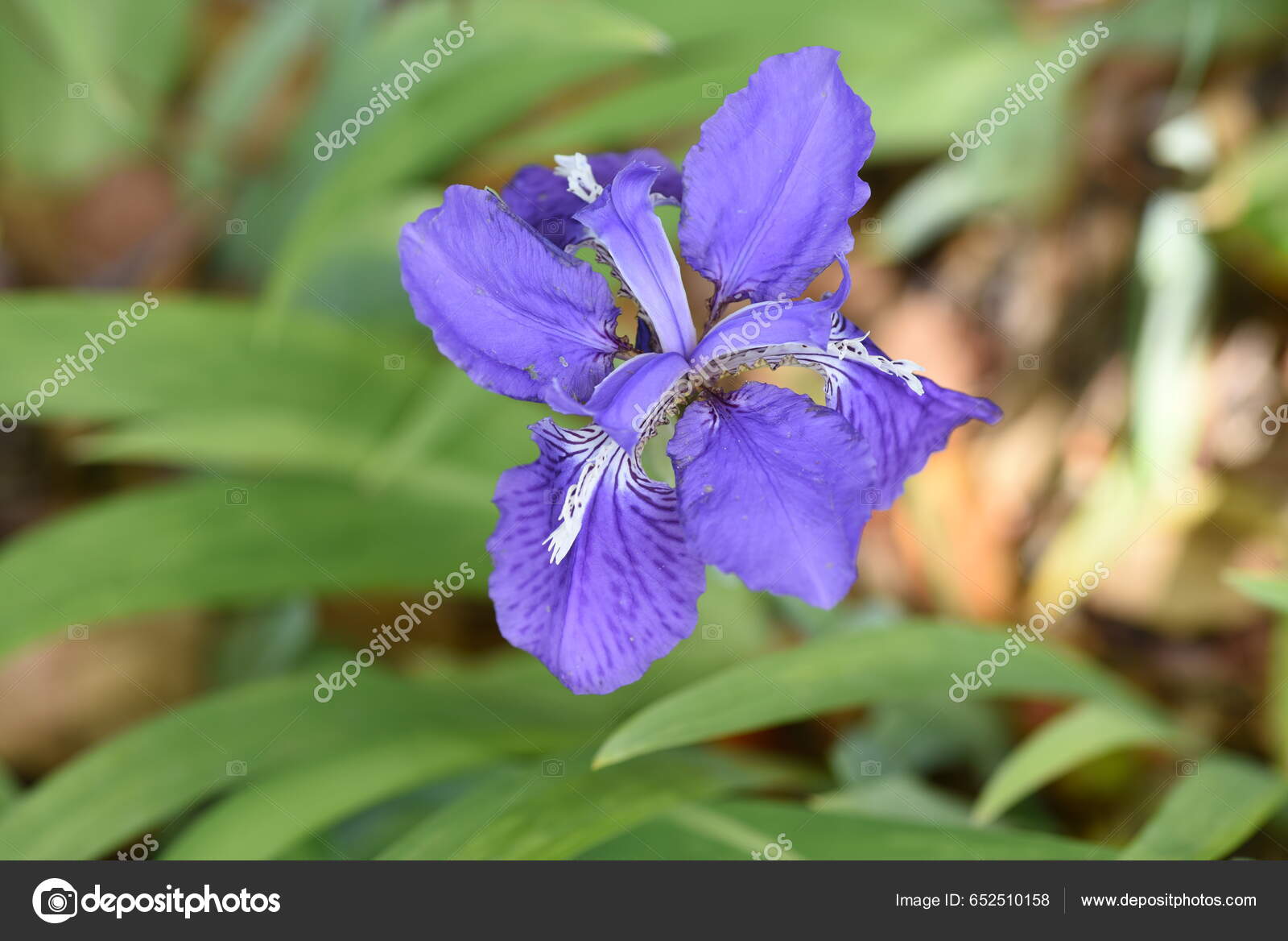 Roof Iris Iris Tectorum Flowers Iridaceae Evergreen Perennial Plant ...