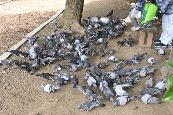 Palomas comiendo comida en los recintos del santuario. Material de ...