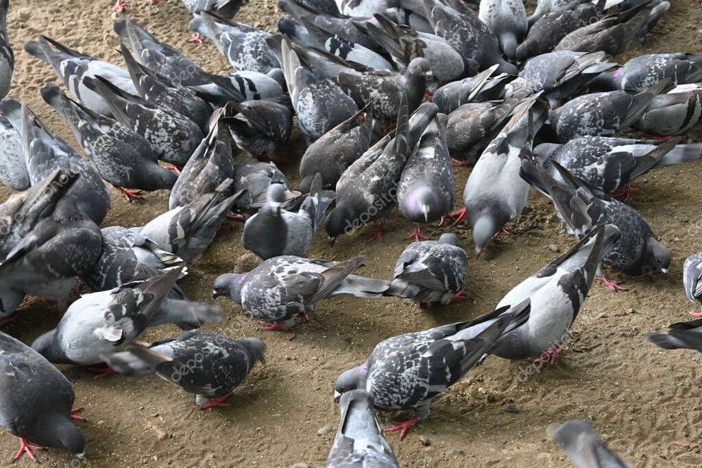 Palomas comiendo comida en los recintos del santuario. Material de ...
