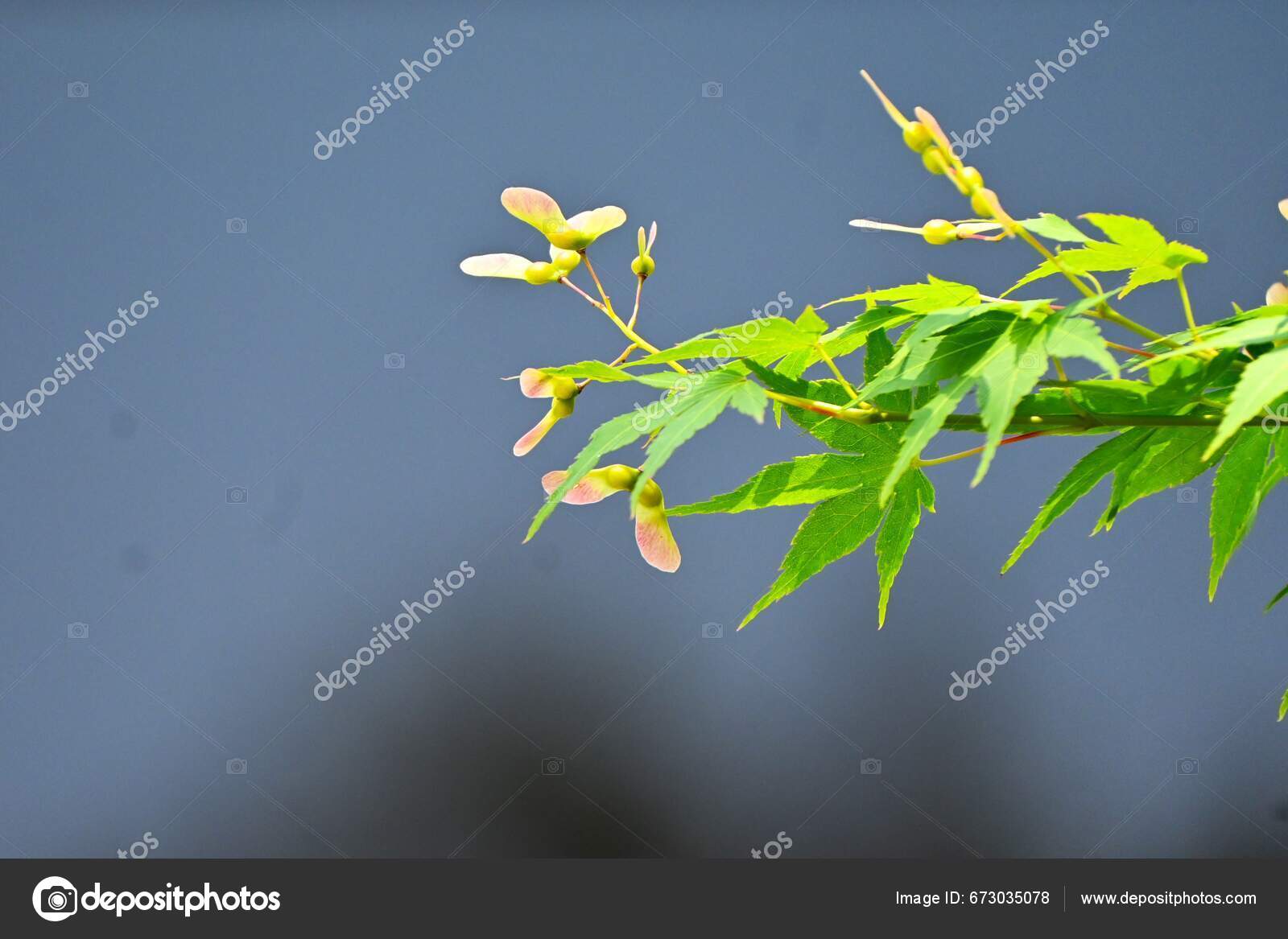Japanese Maple Acer Palmatum Key Fruits Flowering Early Summer ...