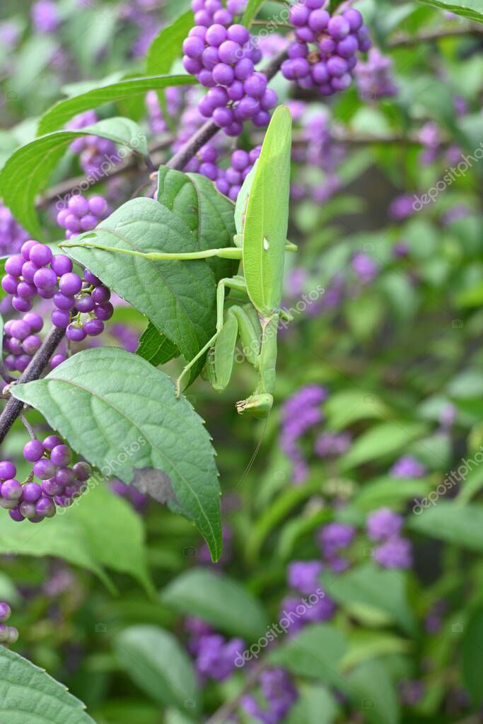 Una mantis asiática gigante (Hierodula patellifera) es arbórea y activa ...