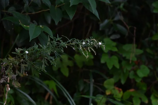Hierba japonesa agallas de insectos. Las agallas de insectos son ...