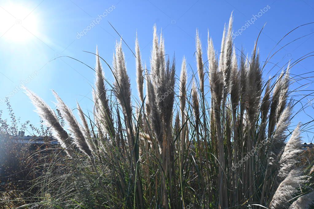 Hierba pampeana (Cortaderia selloana). A dioecious poaceae perennial ...