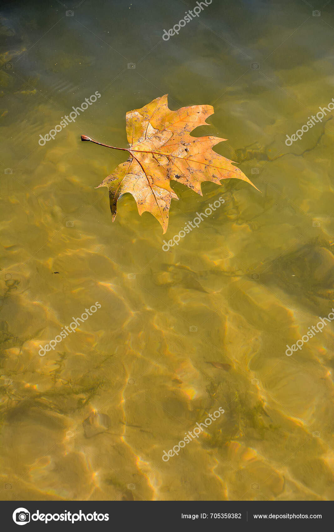Photo Picture Single Maple Leaf Floating — Stock Photo © underworld1 #705359382