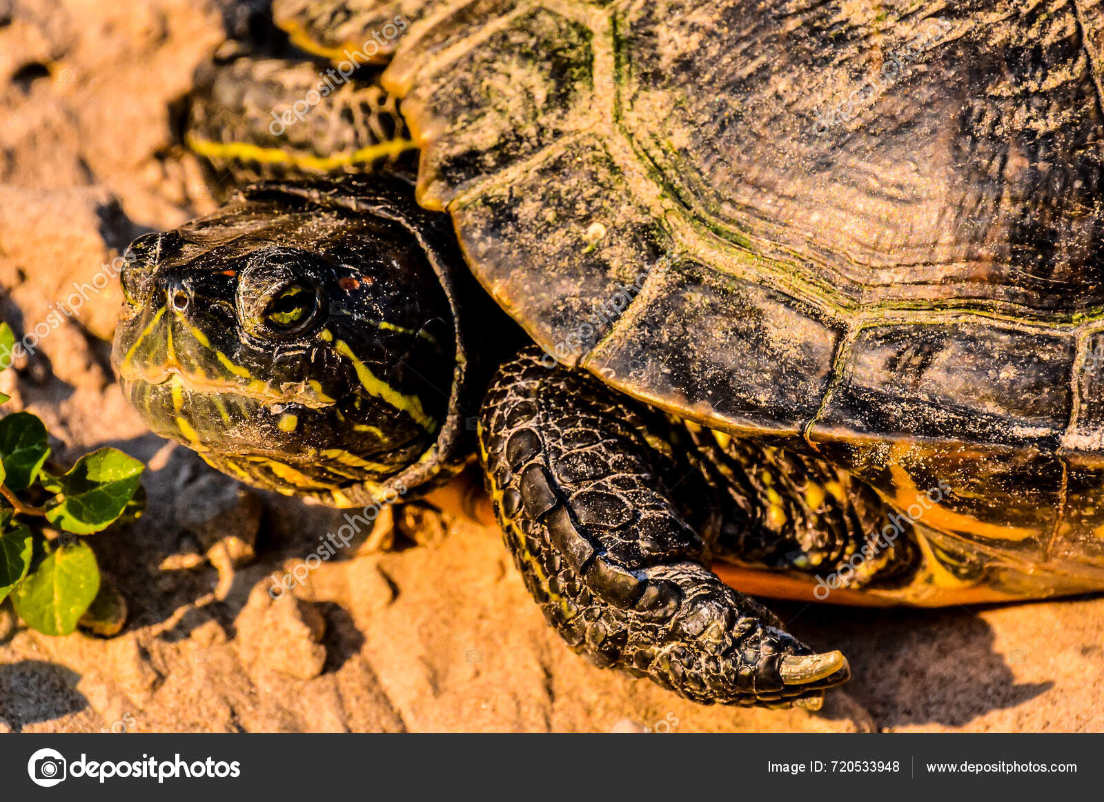 Turtle Laying Ground Its Head Turtle Brown Black Yellow Markings ...