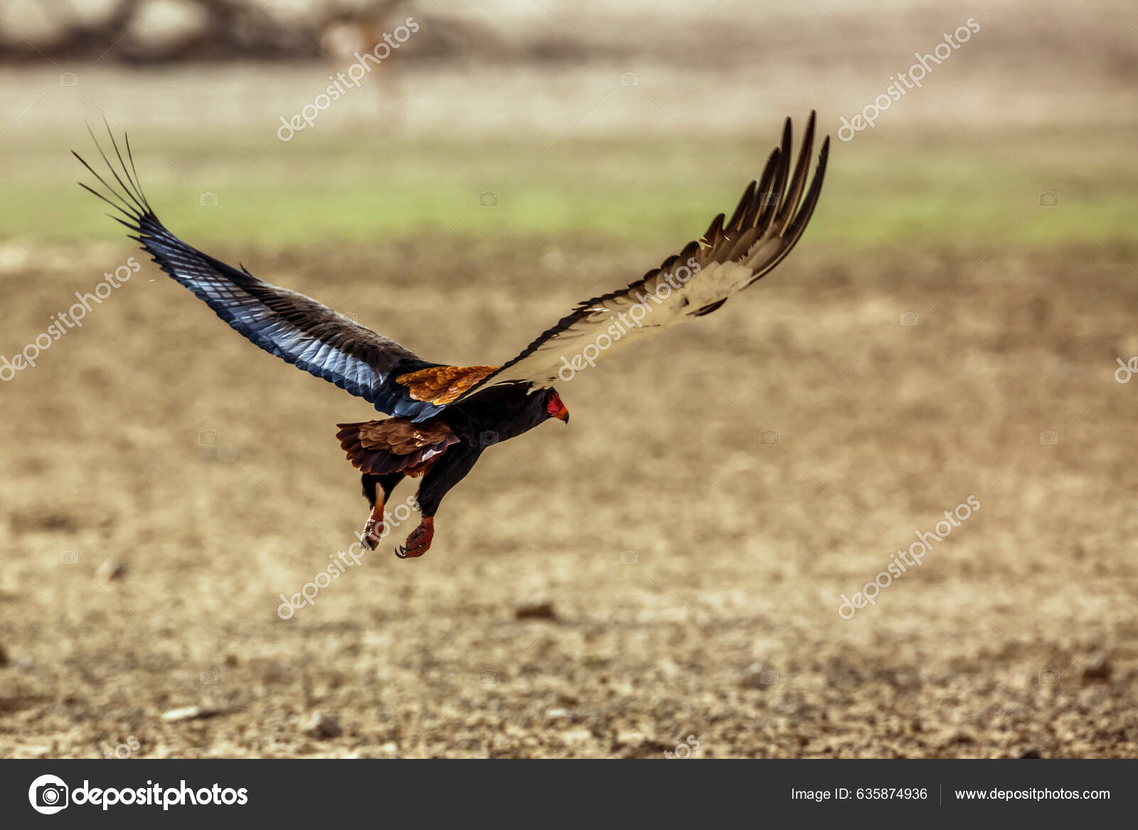 Bateleur Eagle Flying
