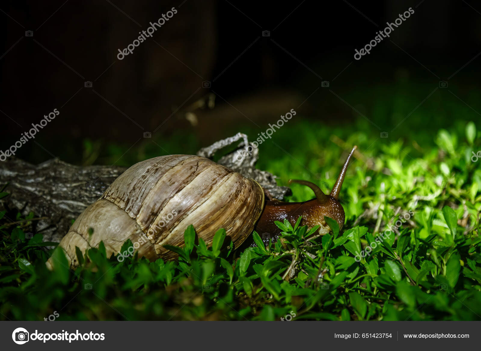 Caracol Gigante Africano Que Mueve Hierba Por Noche Parque Nacional ...