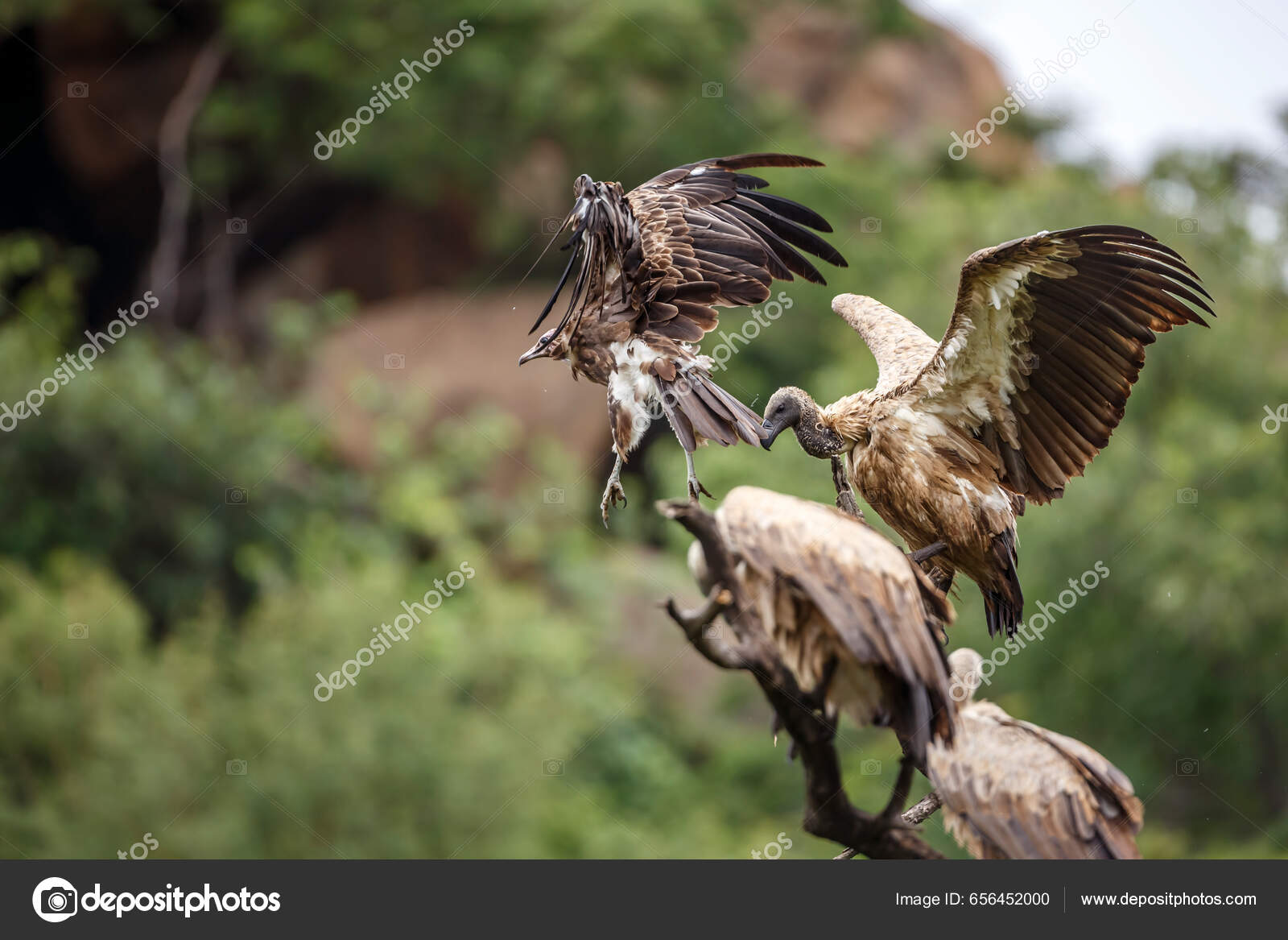 White Backed Vulture Flight Isolated Natural Background Kruger National ...
