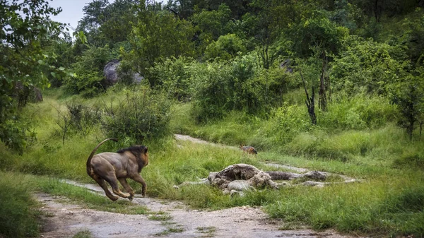 African lion male chasing jackal on prey in Kruger National park, South ...