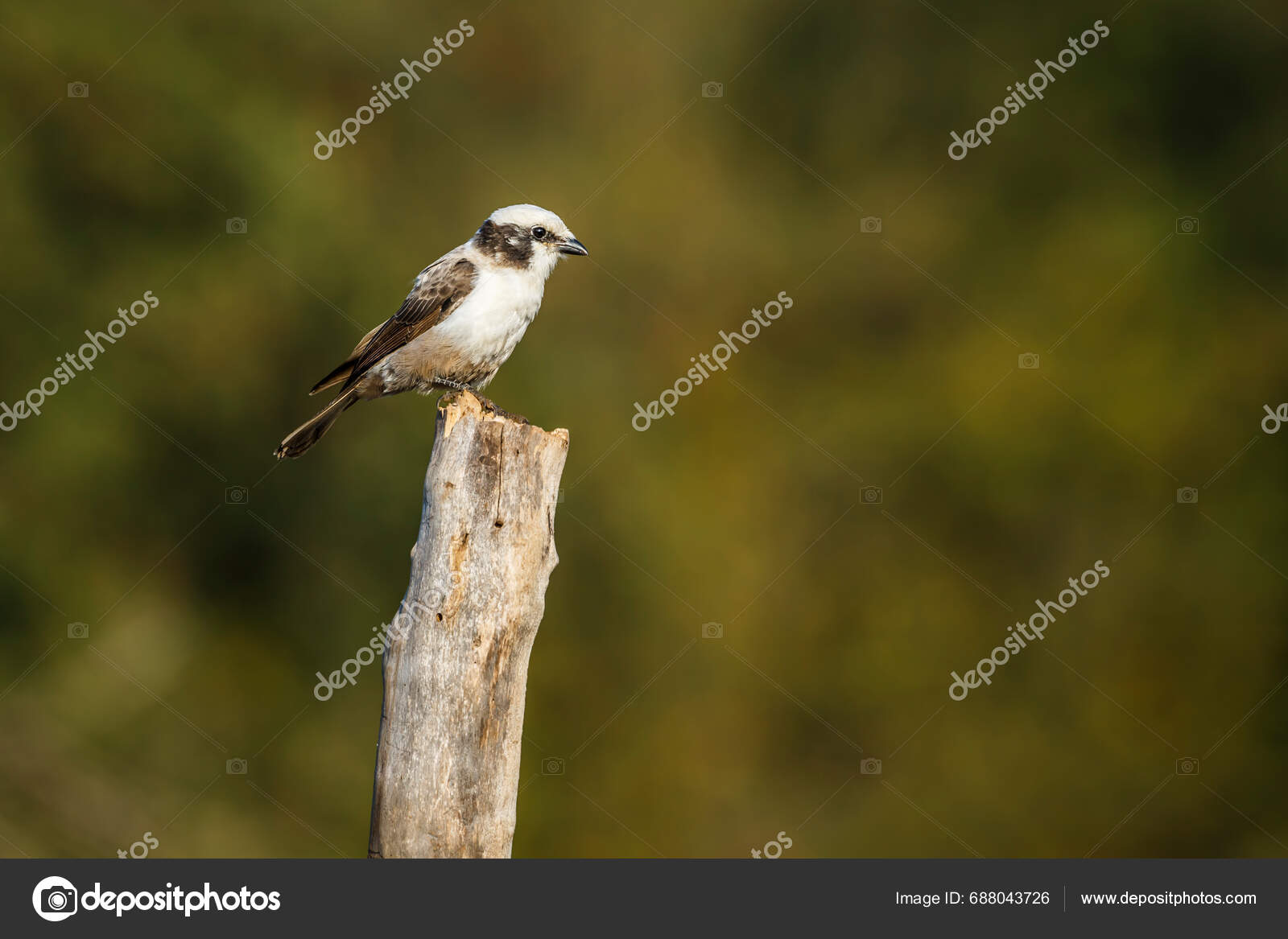 White Crowned Shrike Standing Log Isolated Natural Background Kruger ...