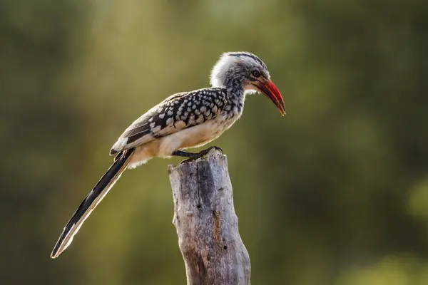 Southern Red billed Hornbill standing on a log isolated in natural ...