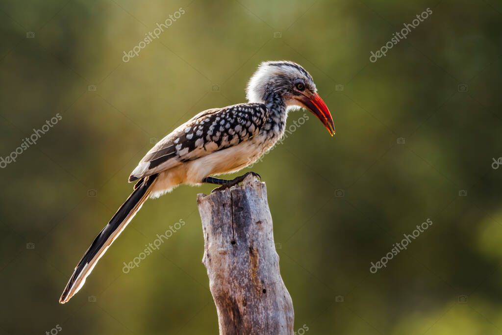 Southern Red billed Hornbill standing on a log isolated in natural ...