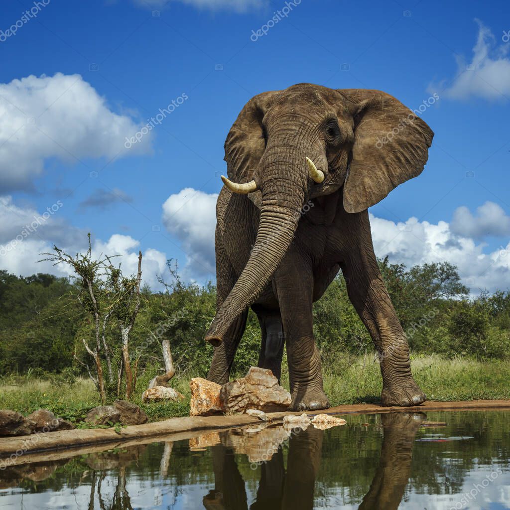 elefante arbusto africano de pie vista frontal a lo largo de la cuenca ...