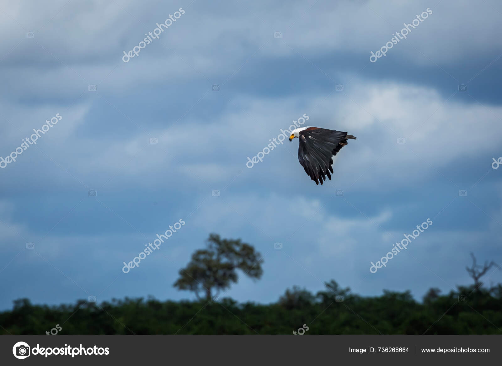 African Fish Eagle Flying Cloudy Sky Kruger National Park South — Stock ...