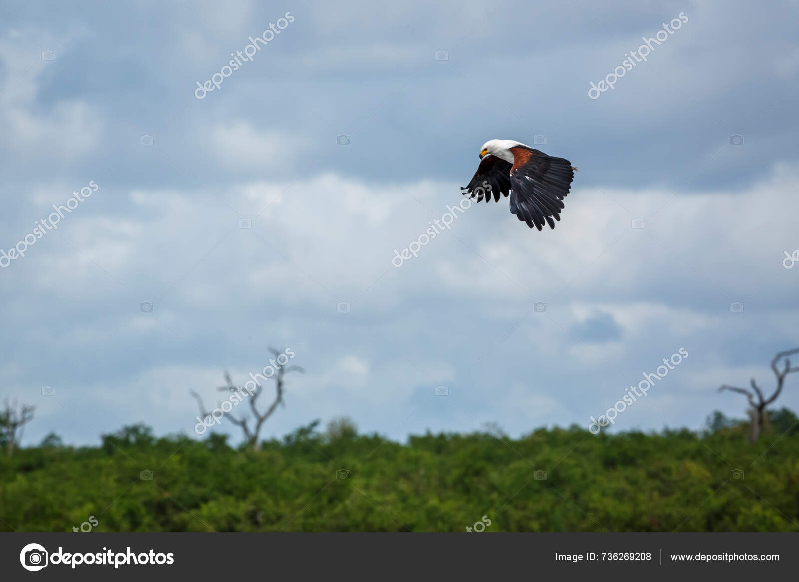 African Fish Eagle Flying Cloudy Sky Kruger National Park South — Stock ...