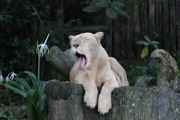 Lion smells of flowers Stock Photos, Royalty Free Lion smells of ...