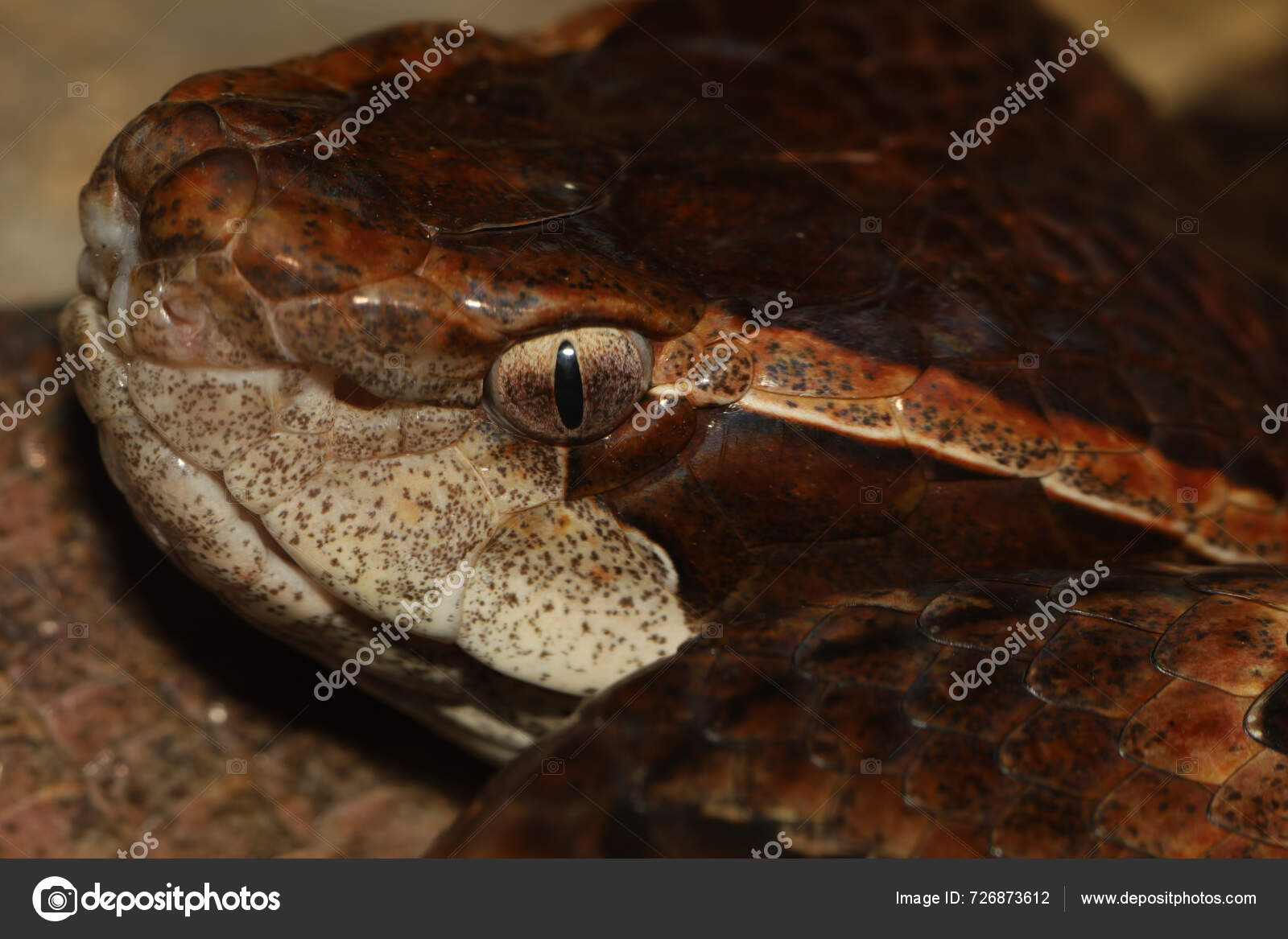 Close Head Malayan Pit Viper Snake Rest — Stock Photo © pumppump #726873612