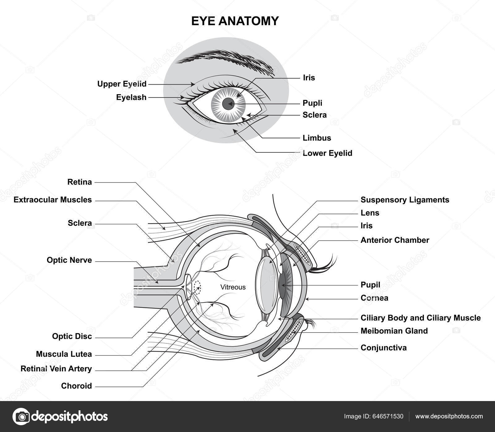 Anatomie Des Yeux Anatomie L'œil Humain Structure Fonction L'œil Humain ...