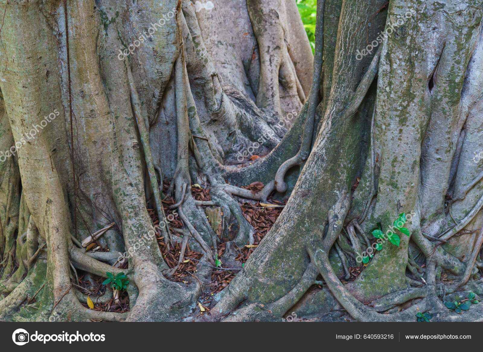 Old Tree Roots Exotic Jungle Phuket Thailand Travel Concept — Stock ...