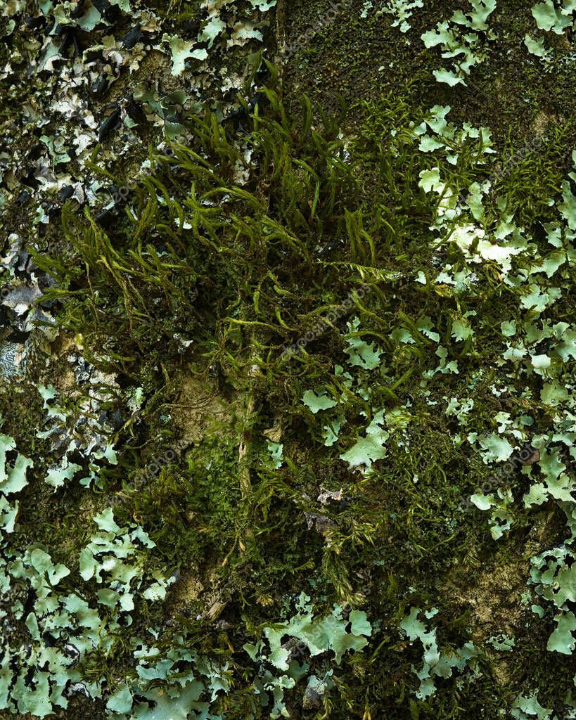 Esta imagen muestra una vista de cerca de un tronco de árbol cubierto ...