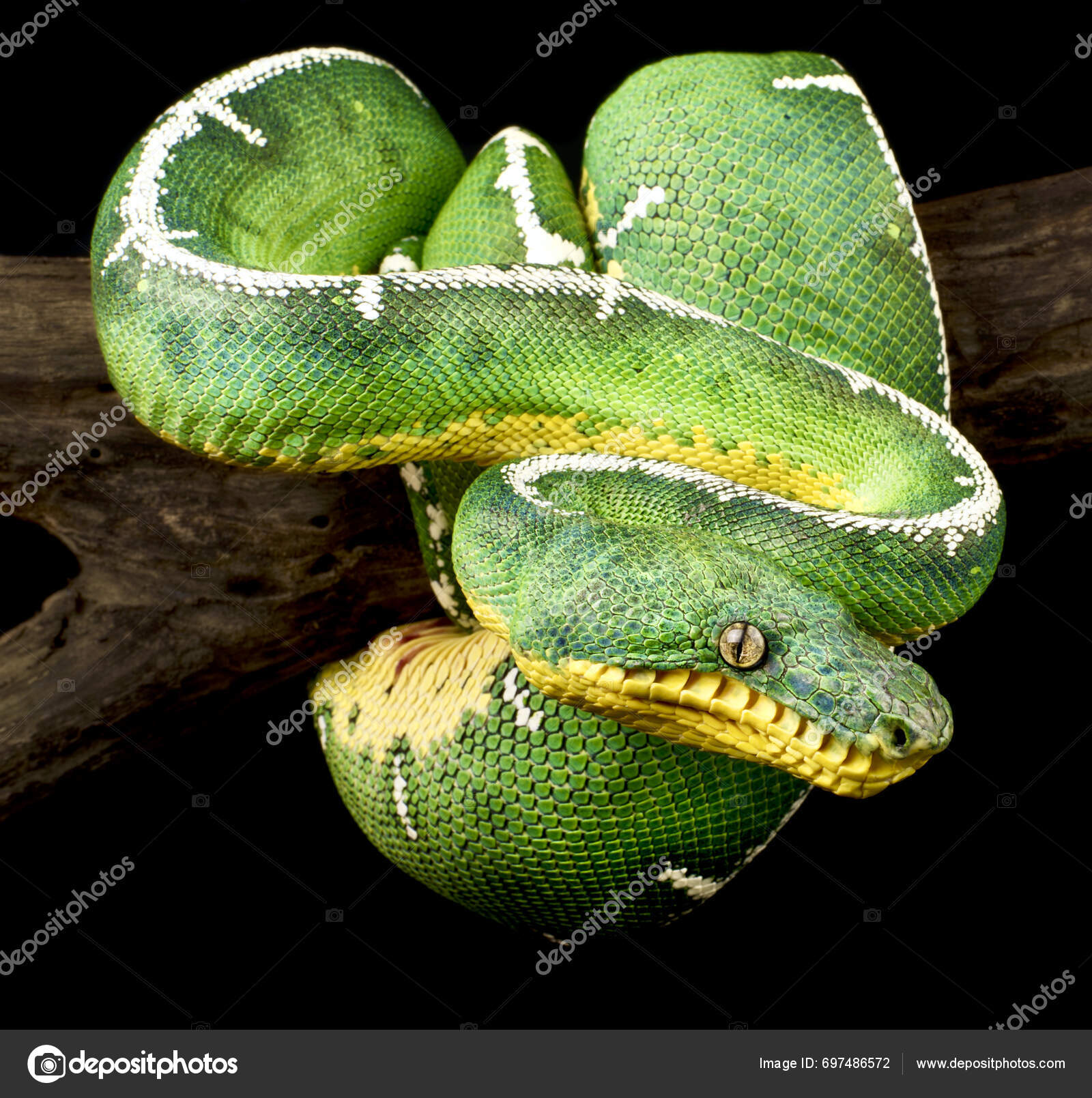 Emerald Tree Boa Corallus Caninus — Stock Photo © REPTILES4ALL #697486572
