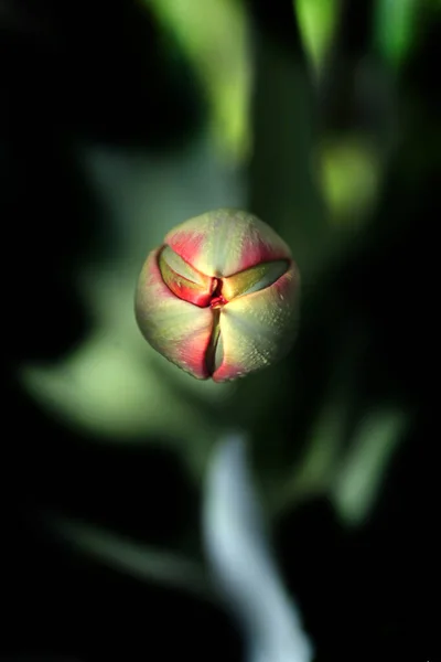 Fotos de Vorm van bloem, Imagens de Vorm van bloem sem royalties ...