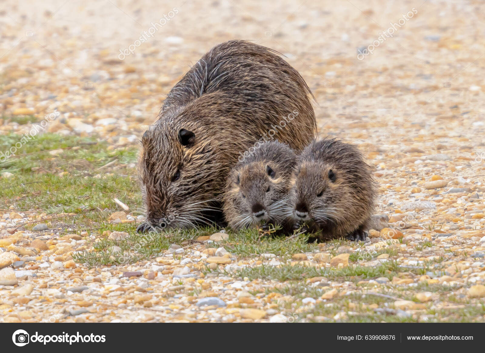 Nutria Myocastor Coypus Aquatic Rodent Young Wild Coyou Juvenile ...