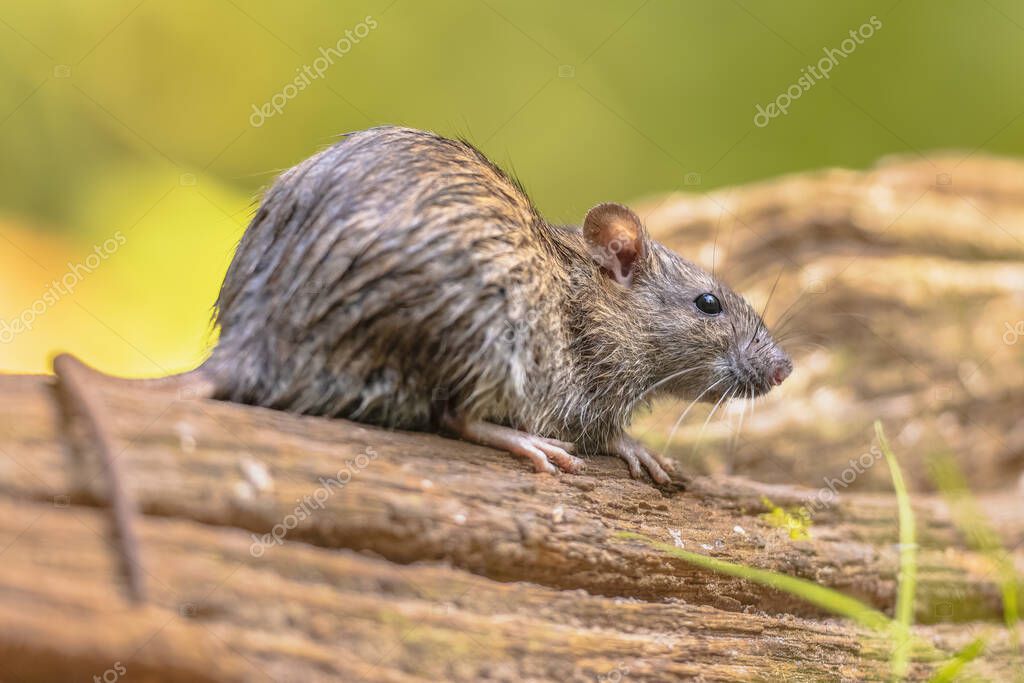 Rata marrón (Rattus norvegicus) caminando en la hierba en el banco por ...