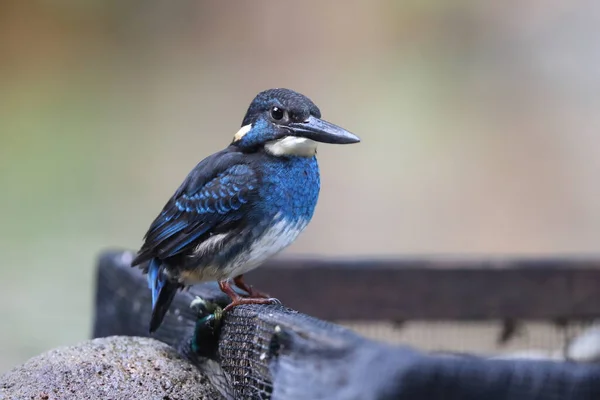 Alcedo euryzona es una especie de martín pescador de la subfamilia ...